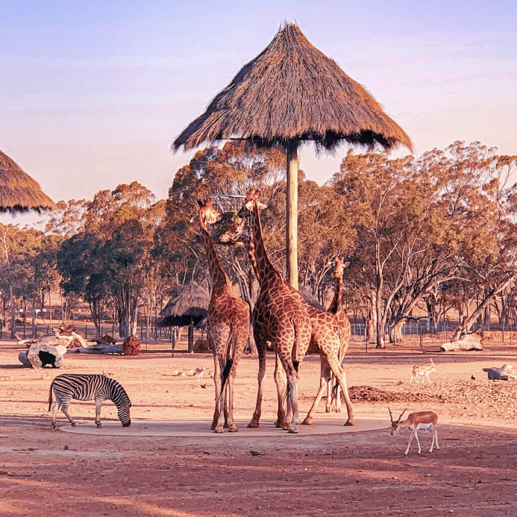 The Ultimate Australia Travel Guide (2026): Itineraries, Best Places ...